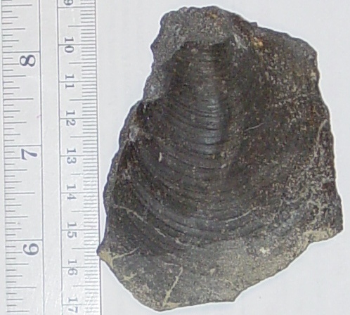 Fossil clam shell — Colorado Department of Transportation